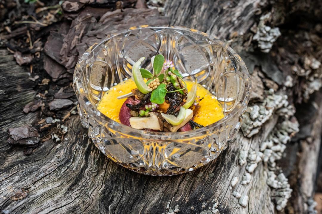 Salsa salvaje: la salsa que convierte cualquier animal doméstico en una ...