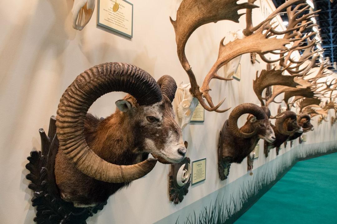 FeHoVa-fishing, hunting and arms International Exhibition